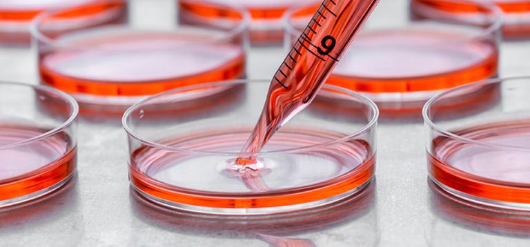 Nine Areas To Explore With Animal Cell Culture | Kosheeka Primary Cells