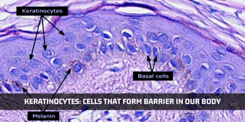 Keratinocytes: Looking At The Cells That Form The Barrier In Our Body
