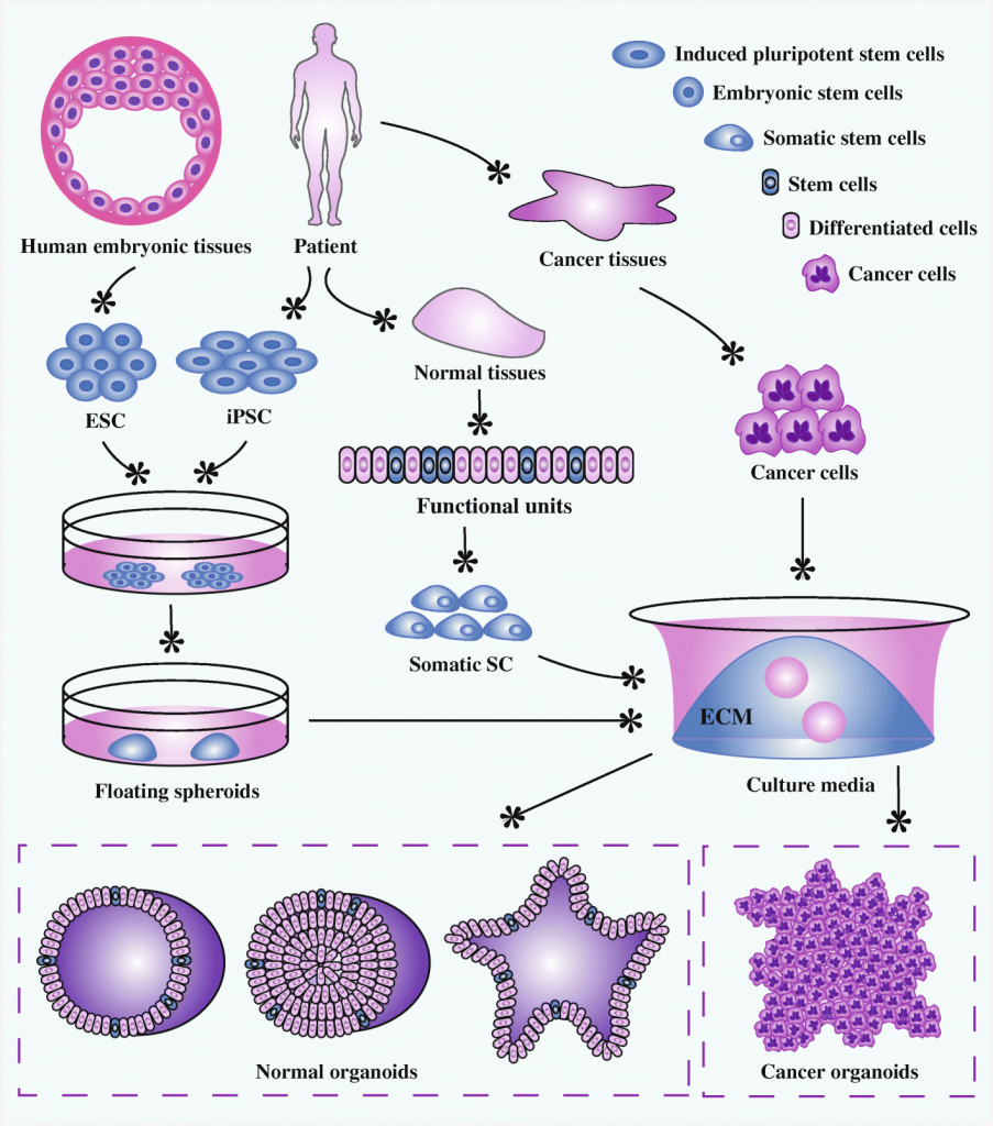 How Tumor Organoid Applications Help In Cancer Research | Kosheeka