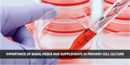Importance of Basal Media and Supplements in Primary Cell Culture