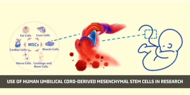 Use of Human Umbilical Cord-derived Mesenchymal Stem cells in research