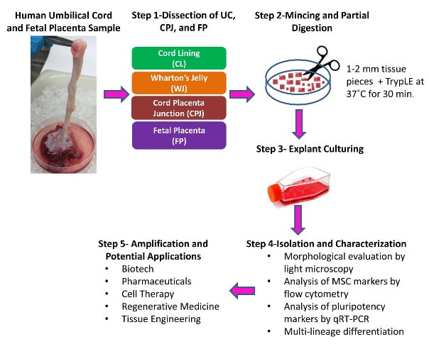 Use of Human Umbilical Cord-derived Mesenchymal Stem cells in research
