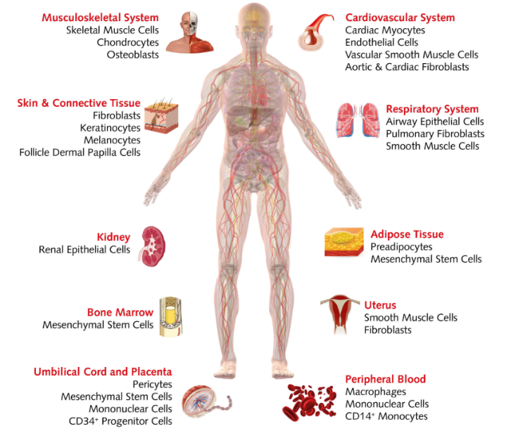 Human Primary Cells Vs Immortal Cell Lines | Kosheeka