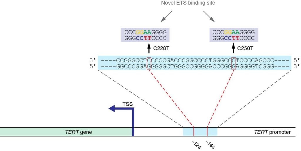 How To Immortalize Primary Cells For Creating A Cell Line? | Kosheeka