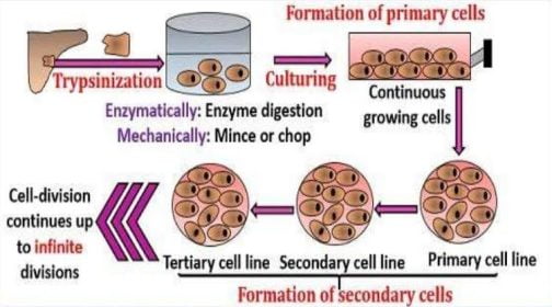 Human Primary Cells Vs Immortal Cell Lines | Kosheeka