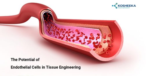 The Potential of Endothelial Cells in Tissue Engineering | Kosheeka