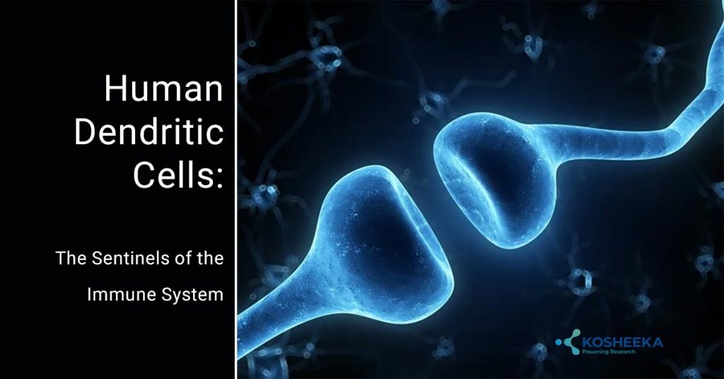 Human Dendritic Cells: The Sentinels of the Immune System - Kosheeka