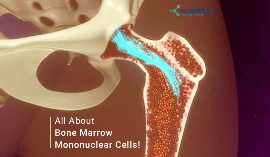 Human Bone Marrow Mononuclear Cells