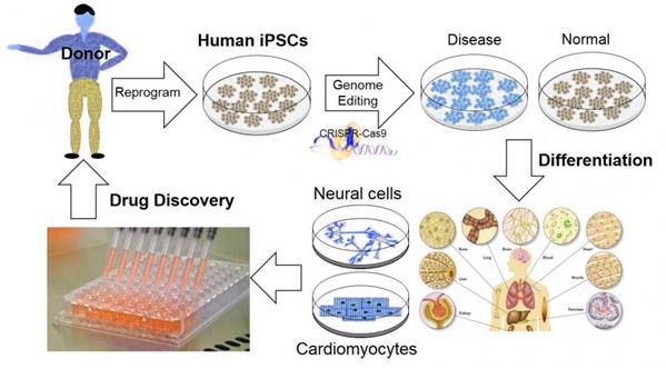 Exploring the Vast Applications of Peripheral Blood Mononuclear Cells