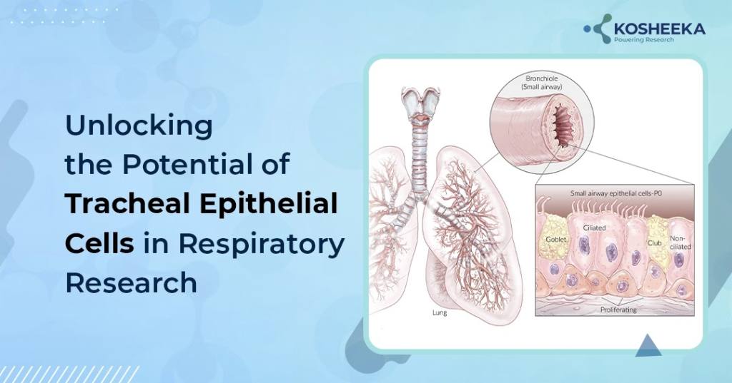 Potential of Tracheal Epithelial Cells in Respiratory Research