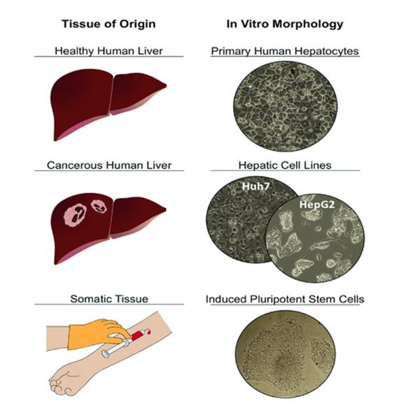 Innovative use of hepatocyte cell in research