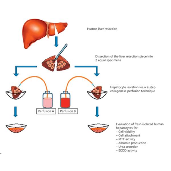 Innovative use of hepatocyte cell in research