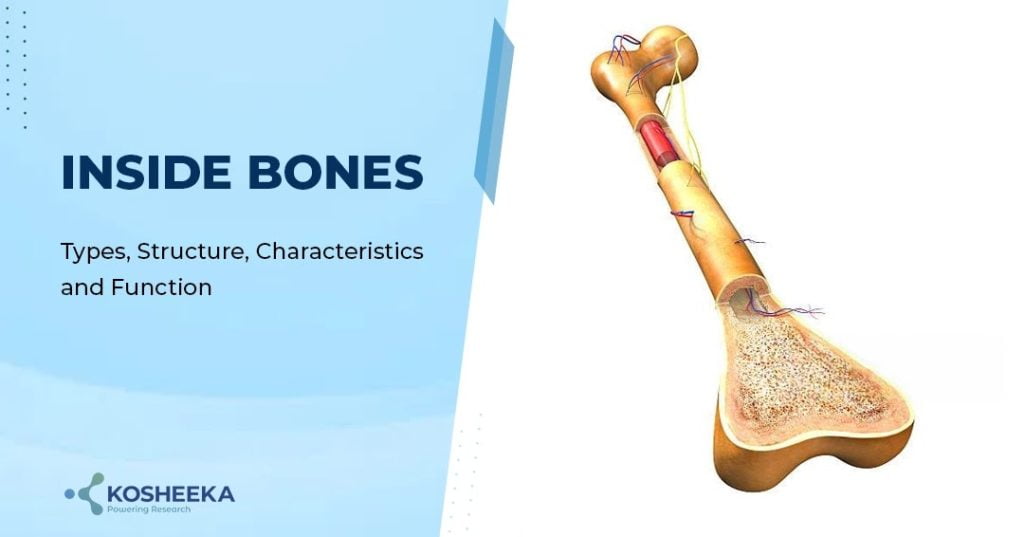 Inside Bones: Types, structure, Characteristics & Function