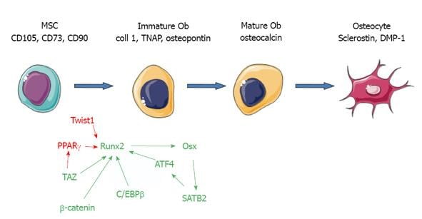 Inside Bones: Types, structure, Characteristics & Function