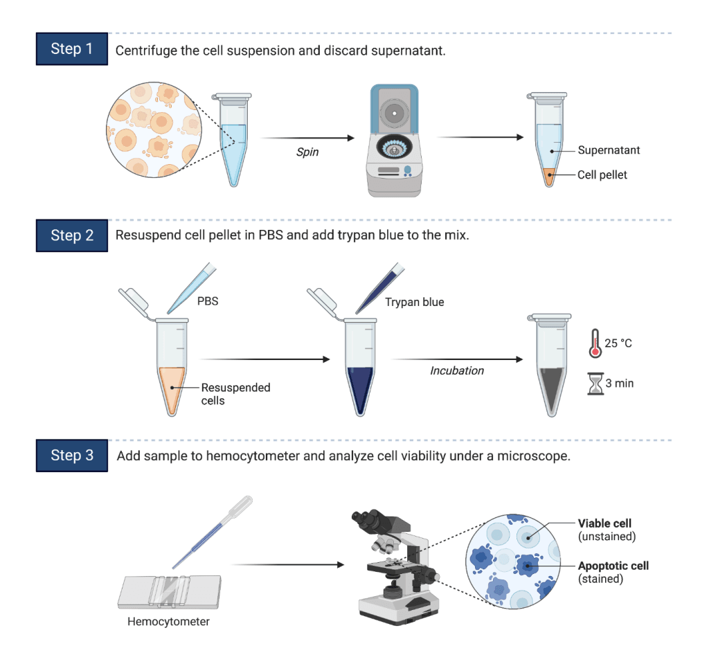 In Vitro Cytotoxicity Assays: Applications in Drug Discovery