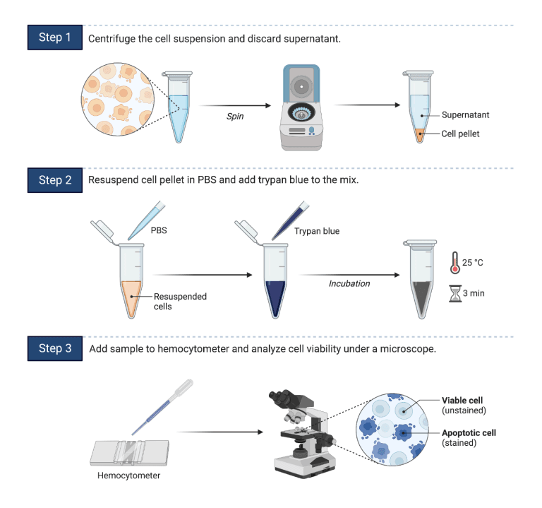 In Vitro Cytotoxicity Assays: Applications in Drug Discovery