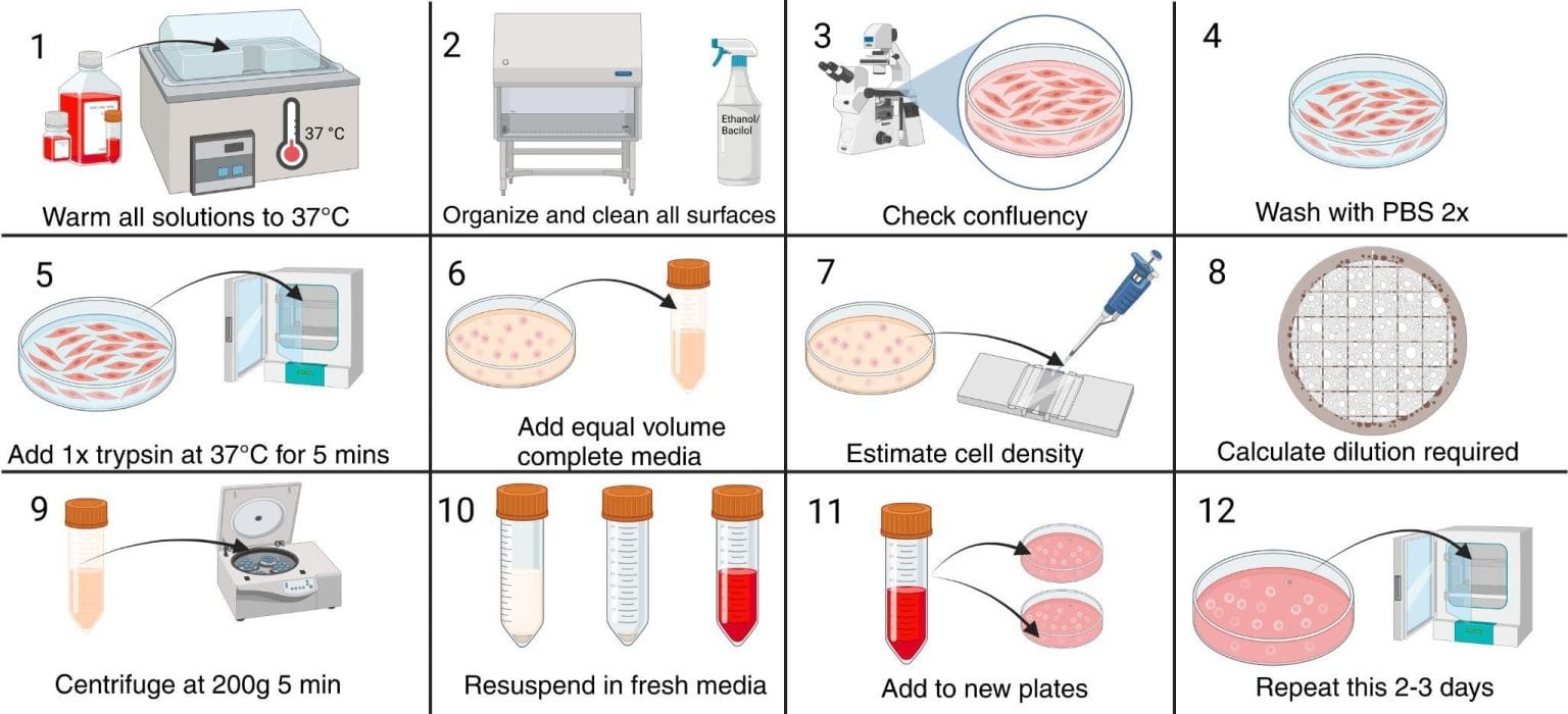 Primary Cell Culture: What, Why, and How?