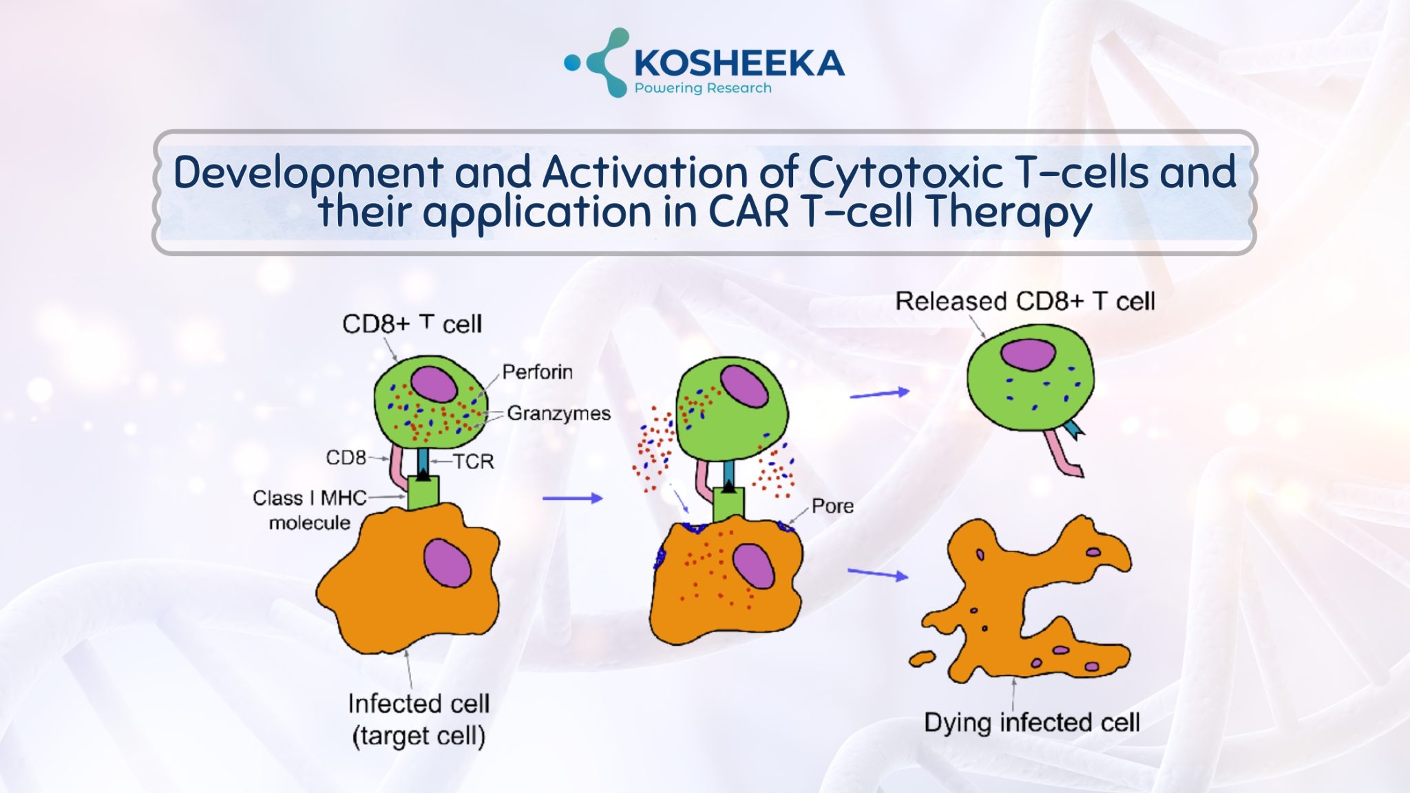 The Power of Cytotoxic T Cells: Revolutionizing Cancer Therapy