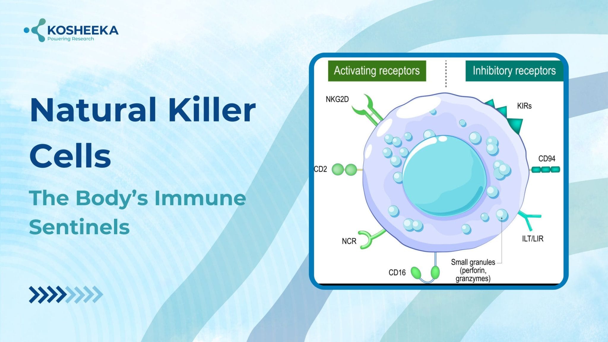 Natural Killer Cells(NK Cells): The Body’s Immune Sentinels