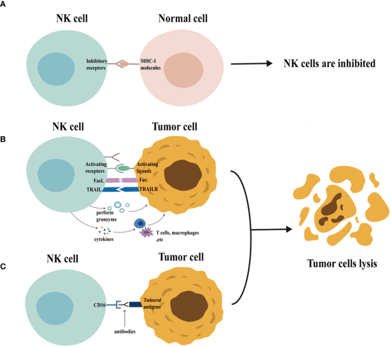 Natural Killer Cells(NK Cells): The Body’s Immune Sentinels