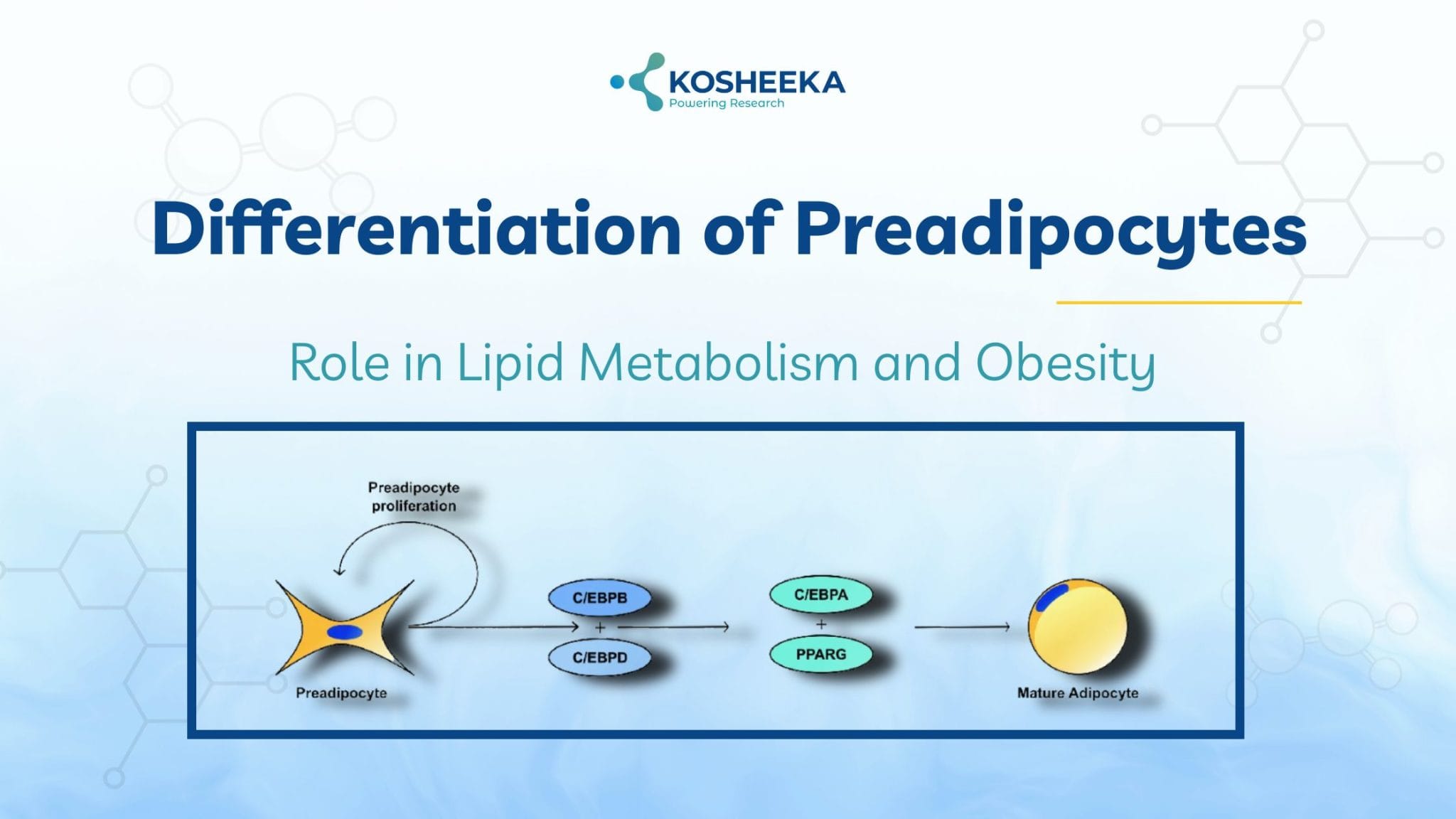 Differentiation of Preadipocytes: Role in Lipid Metabolism and Obesity