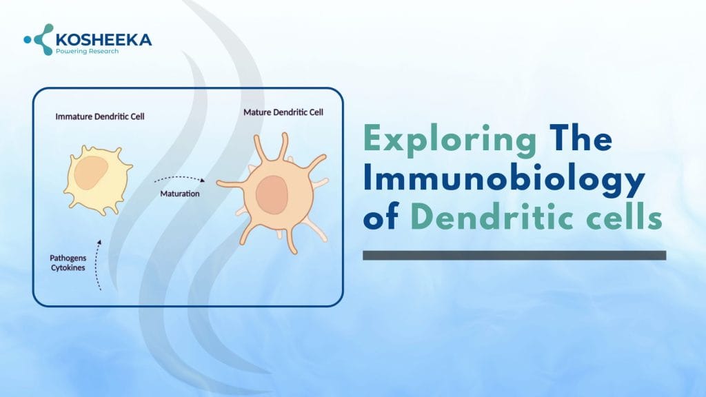 What Are Dendritic Cells and Their Role in Immunobiology?