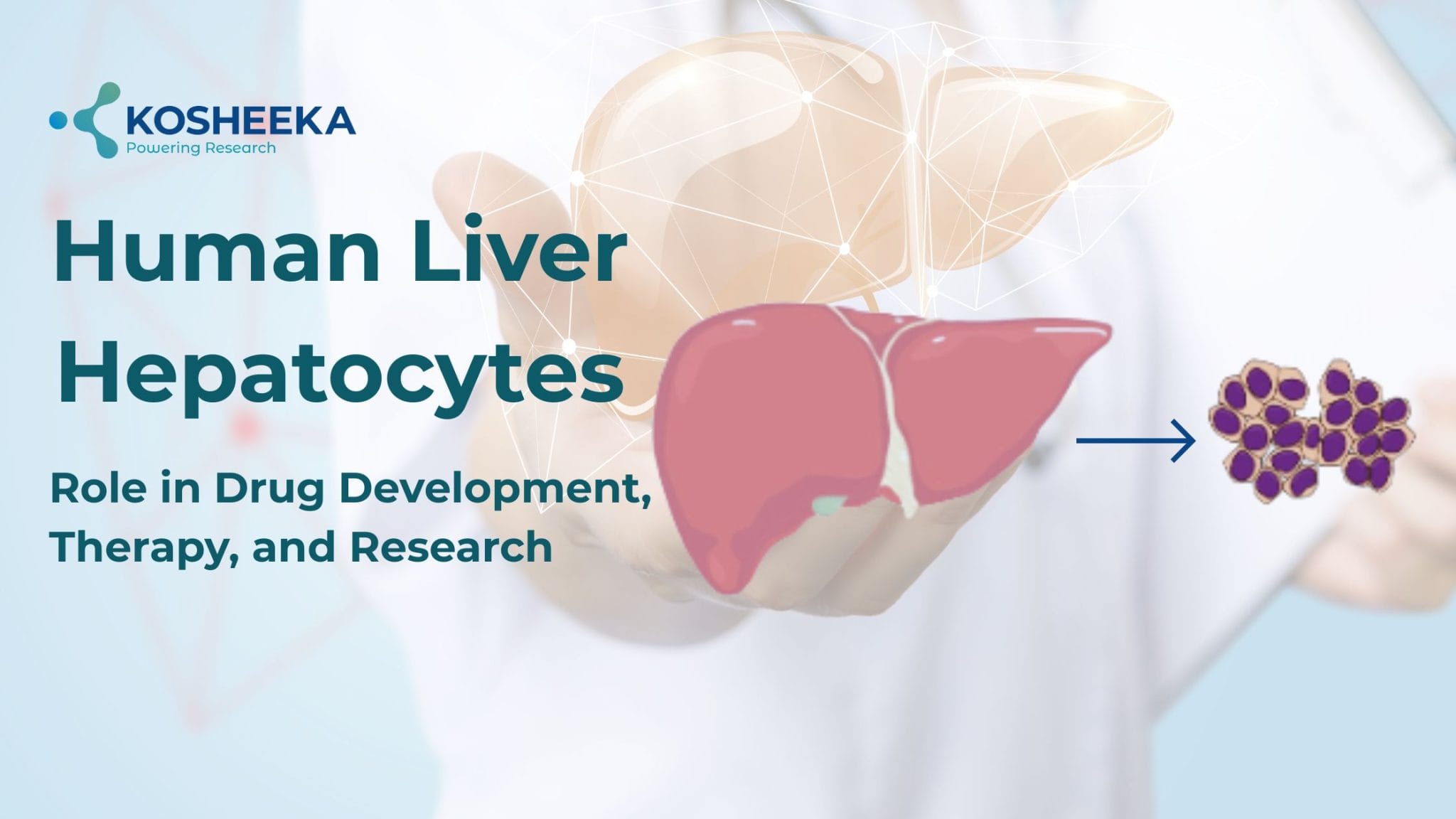 Human Liver Hepatocytes for Drug Discovery & Research