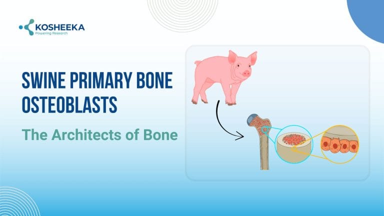 Swine Primary Bone Osteoblasts: The Architects of Bone