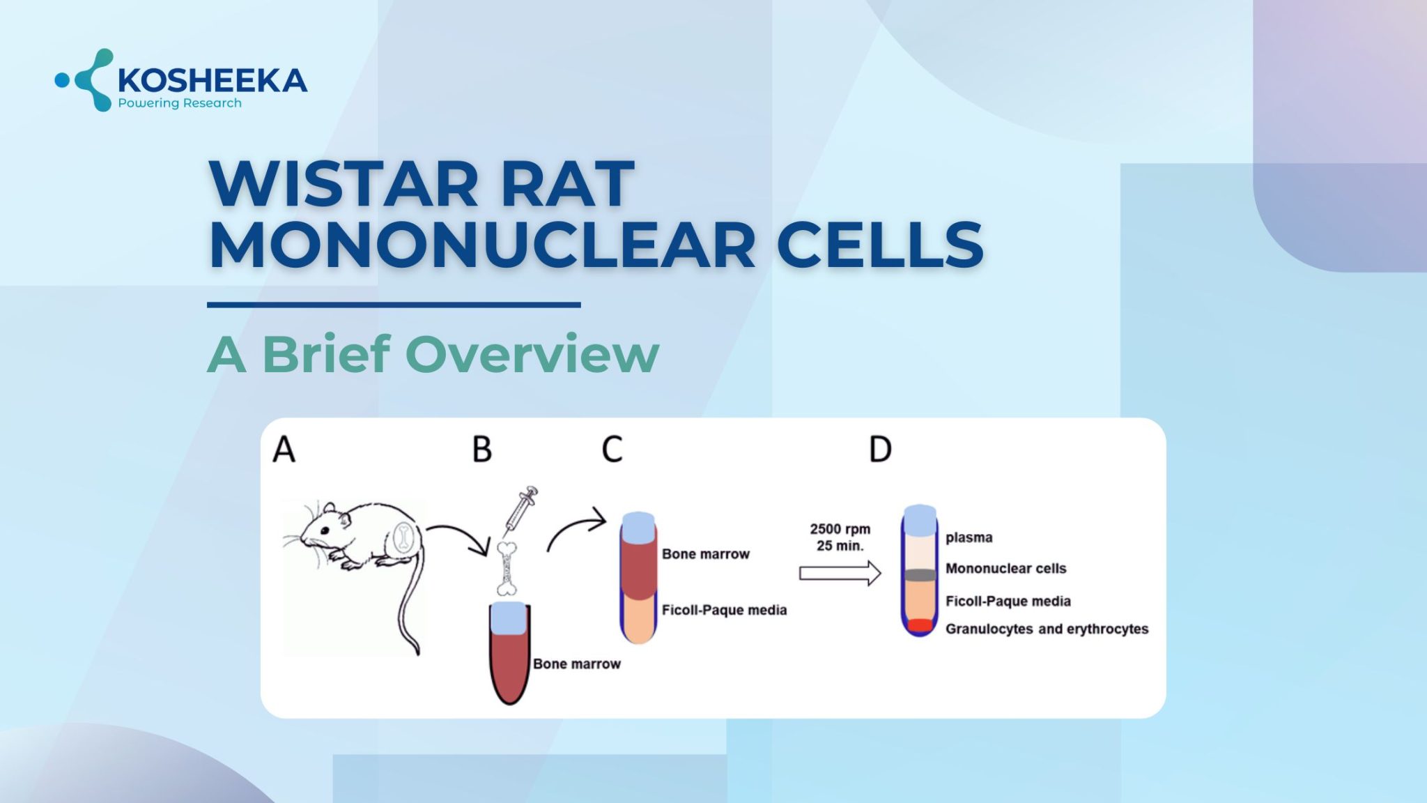 Wistar Rat Mononuclear Cells: A Brief Overview