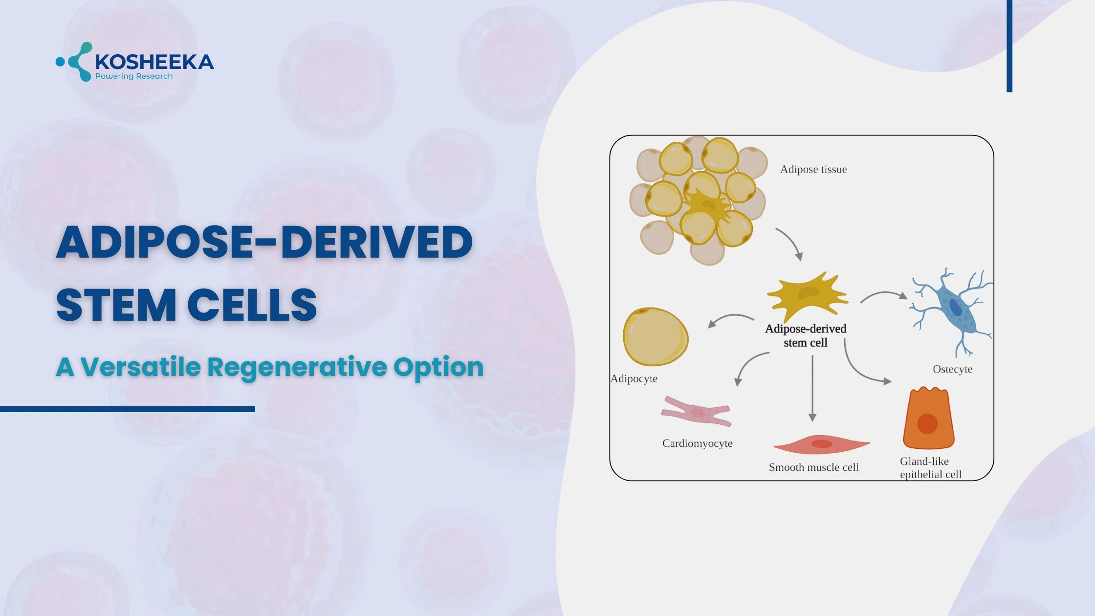 Adipose Derived Stem Cells: Benefits, Applications & Research