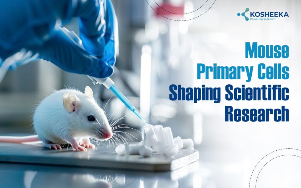 Mouse Primary Cells: Culture and Research